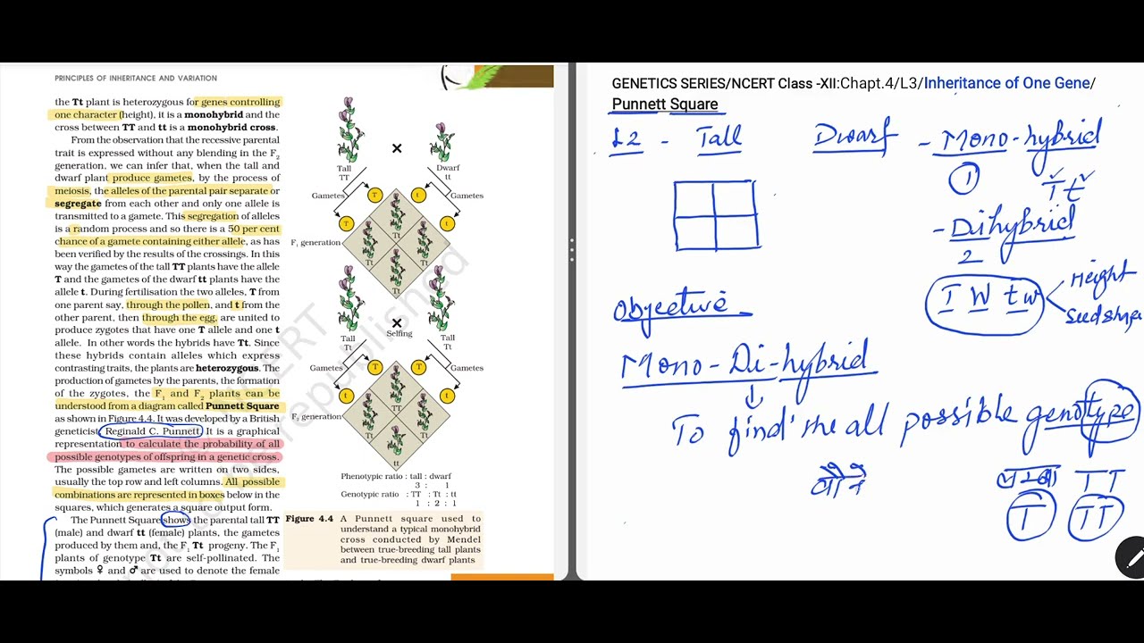 GENETICS SERIES/NCERT Class -XII: Chapt.4/L3/Inheritance of One Gene ...