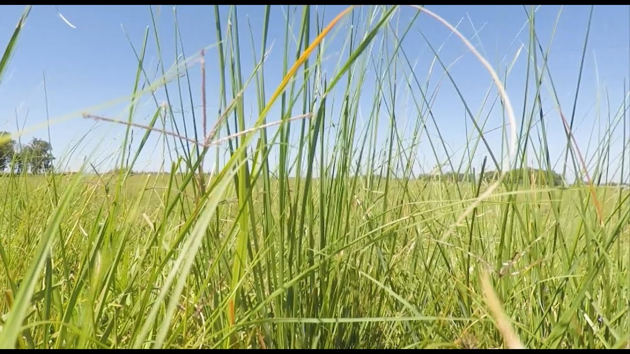 28/01/2022 - Os desafio de controle do capim Annoni - YouTube