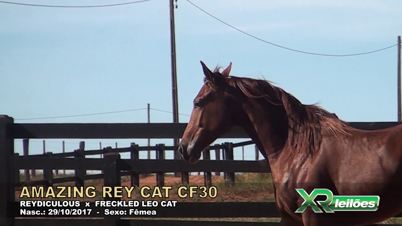 04 AMAZING REY CAT CF30 - YouTube