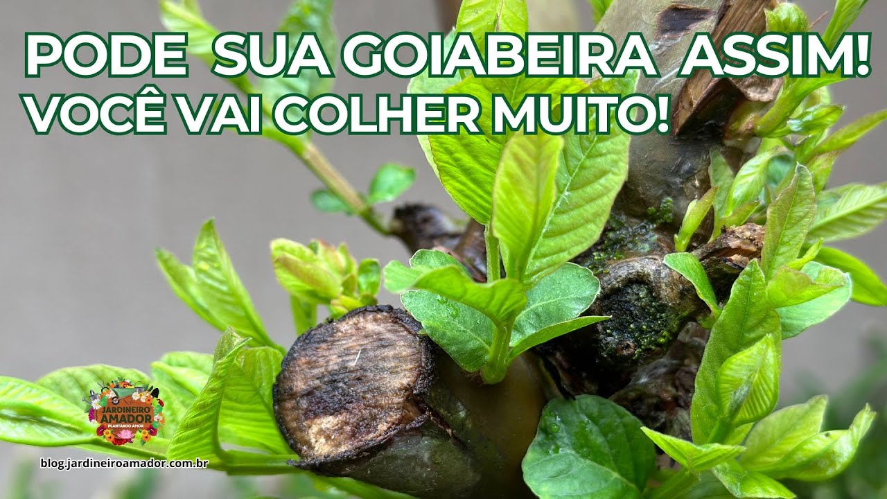 Goiabeiras | Quando e Como Podar - Técnica de Frutificação - YouTube