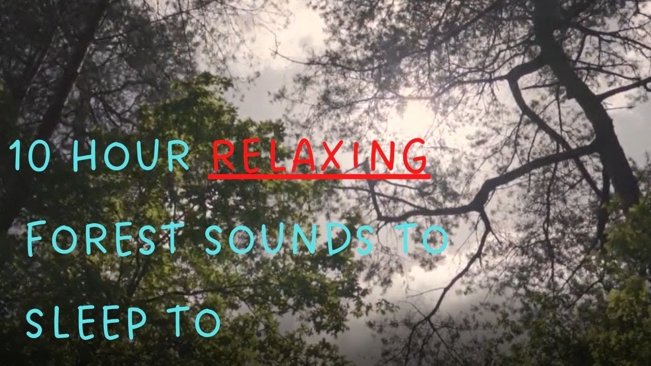 10 HOUR FOREST CALMING SOUNDS FOR SLEEPING, MEDITATION, AND STUDYING ...