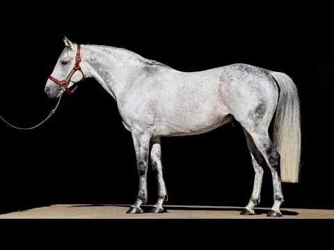 GAZWAN.. 1/10/2017.. QATAR ARABIAN WORLD CUP (GR.I) - YouTube