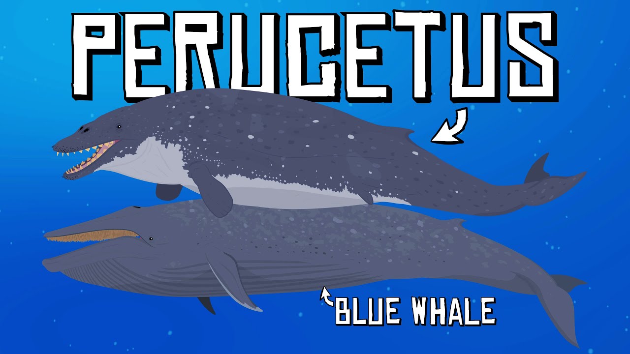 Perucetus colossus | The Ultimate Prehistoric Chonk Whale! - YouTube