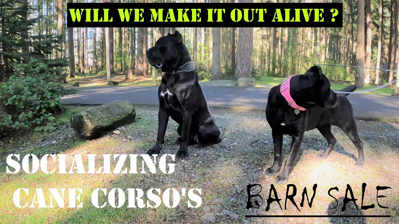 Socializing Cane Corso !!! What it's Really like - YouTube