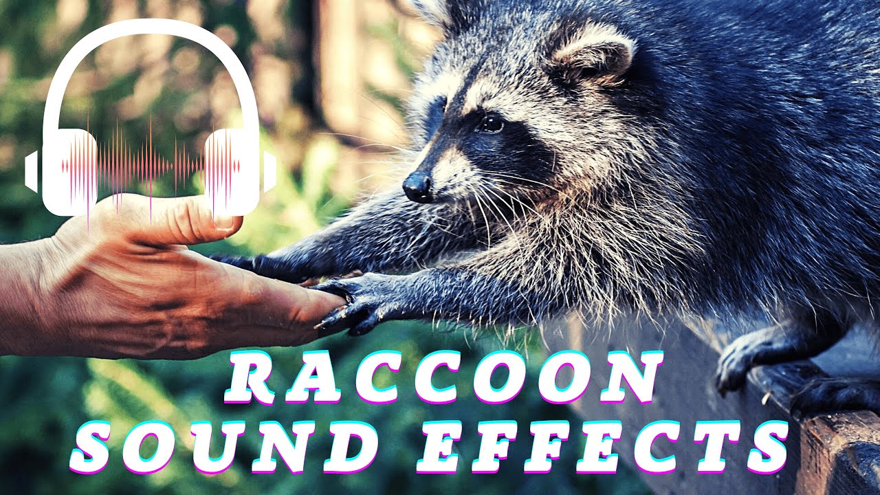 Raccoon sound effect | Raccoon sounds - YouTube