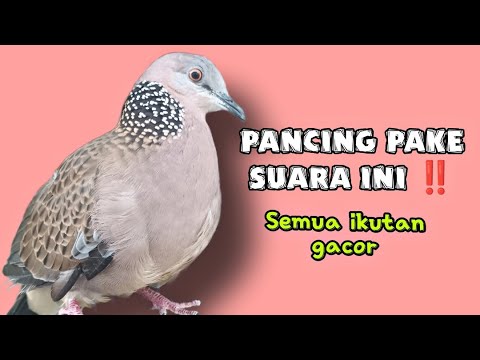 Pancingan ampuh manuk tekukur derkuku deruk NGGUK 1 bikin semua burung ...