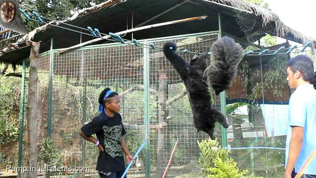 Part 1/3: Zoocobia Fun Zoo at Clark Pampanga Philippines - YouTube