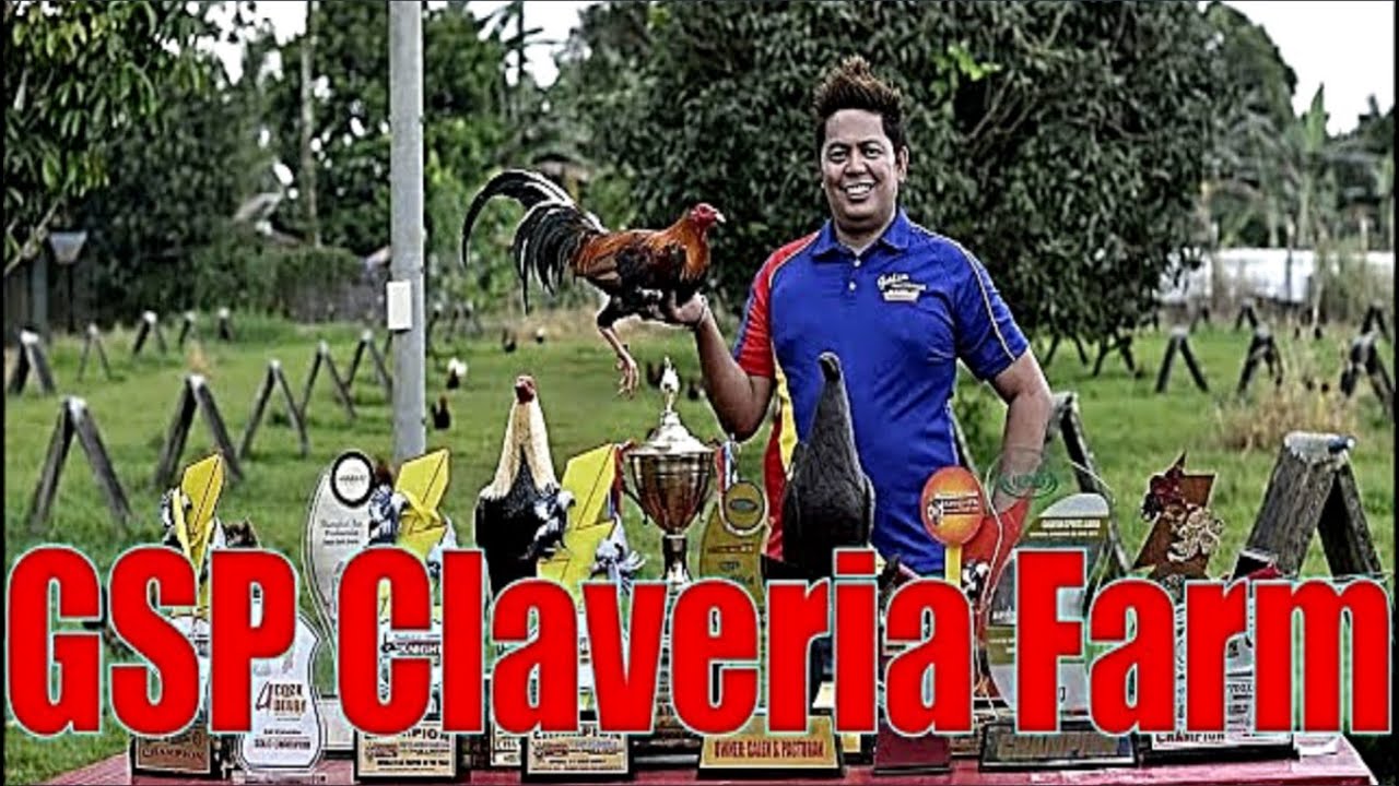 Lets Visit The Farm Of GSP Claveria Gamefarm - YouTube
