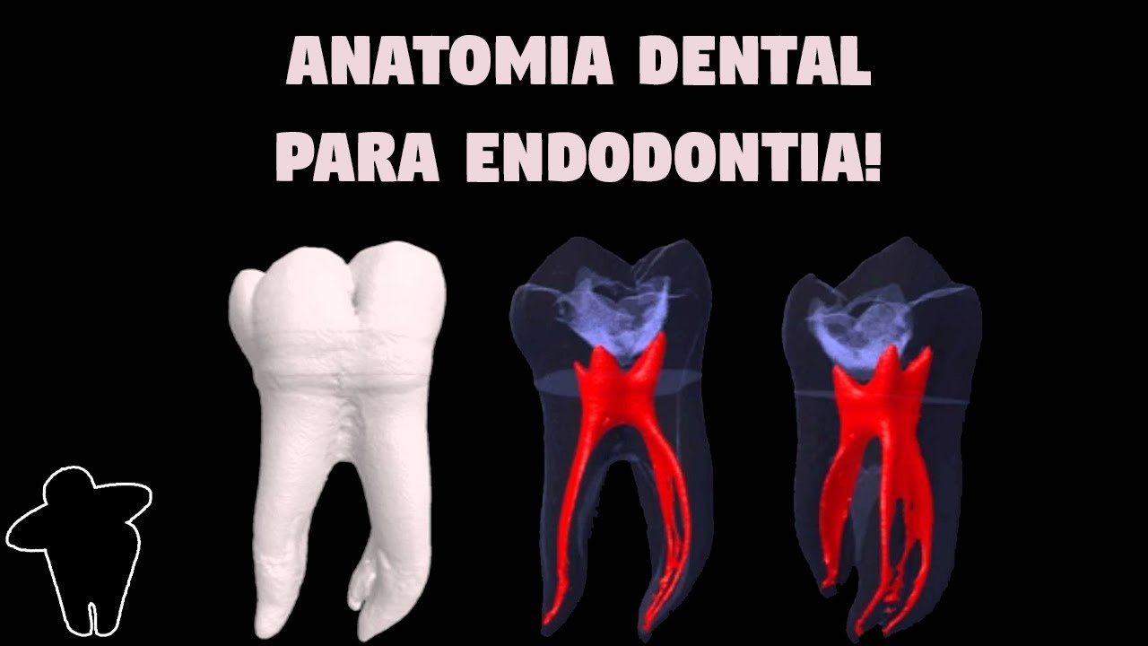 Anatomia Interna Dos Dentes Endodontia - RETOEDU