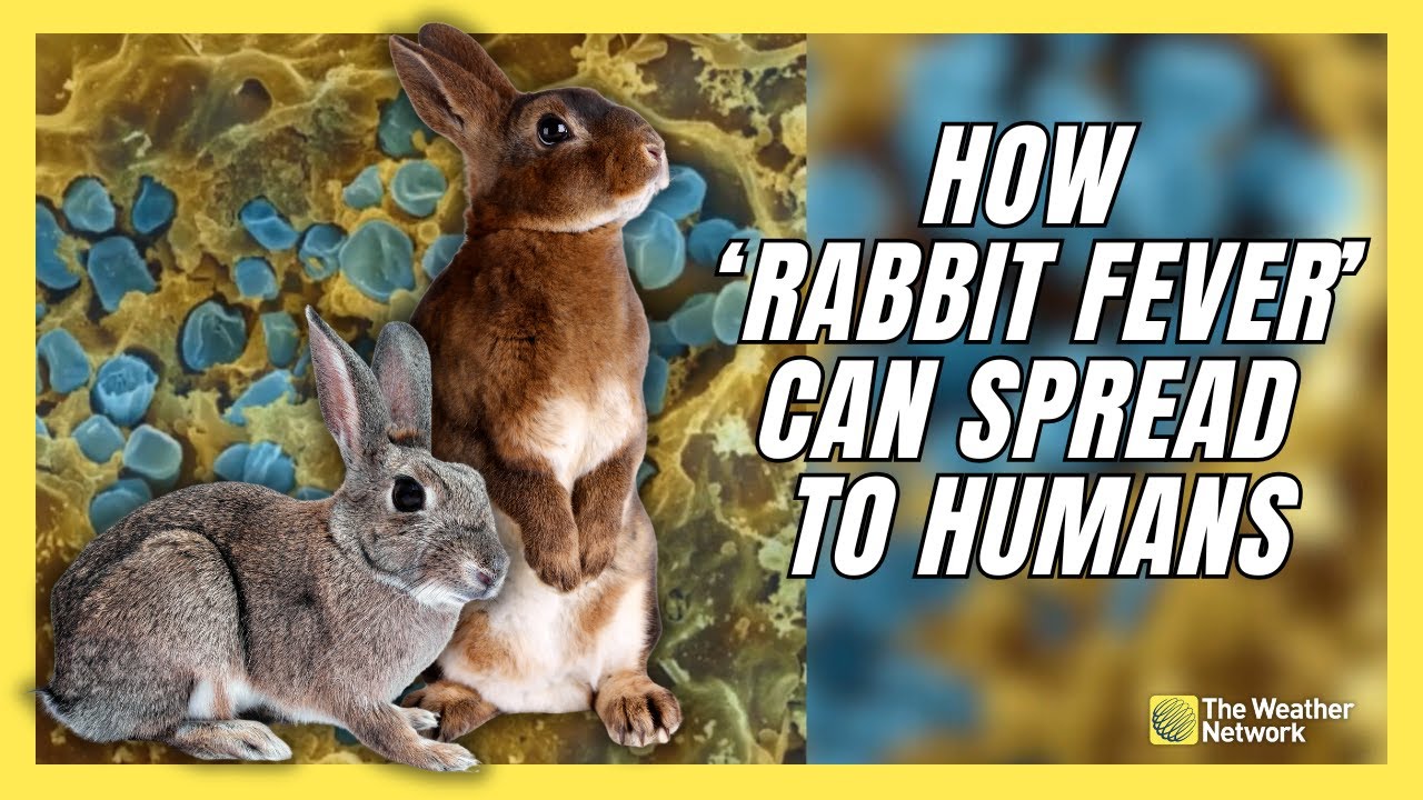 How 'Rabbit Fever' Cases Can Spread During Common Garden Chore - YouTube