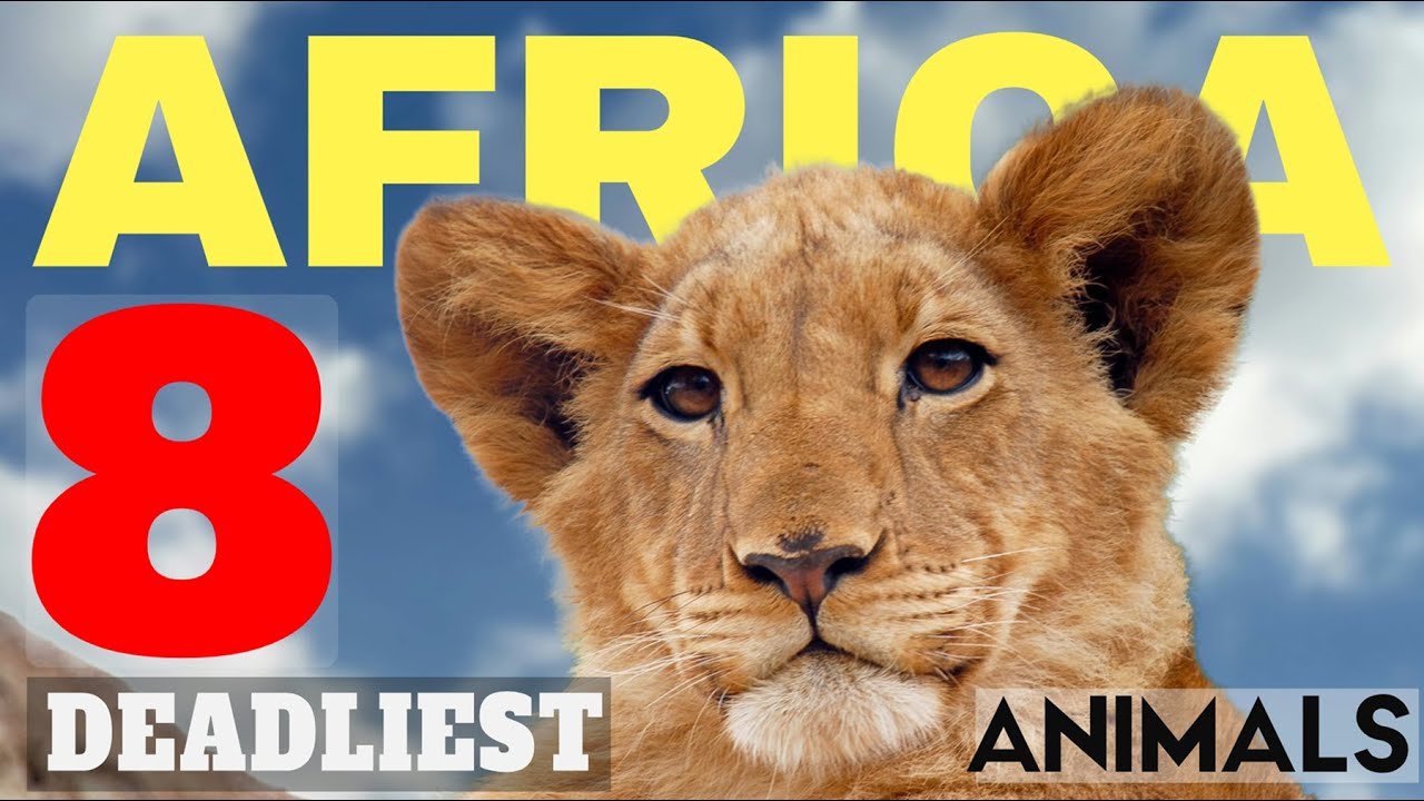 8 Most Deadliest Animals Prowling in Africa - YouTube