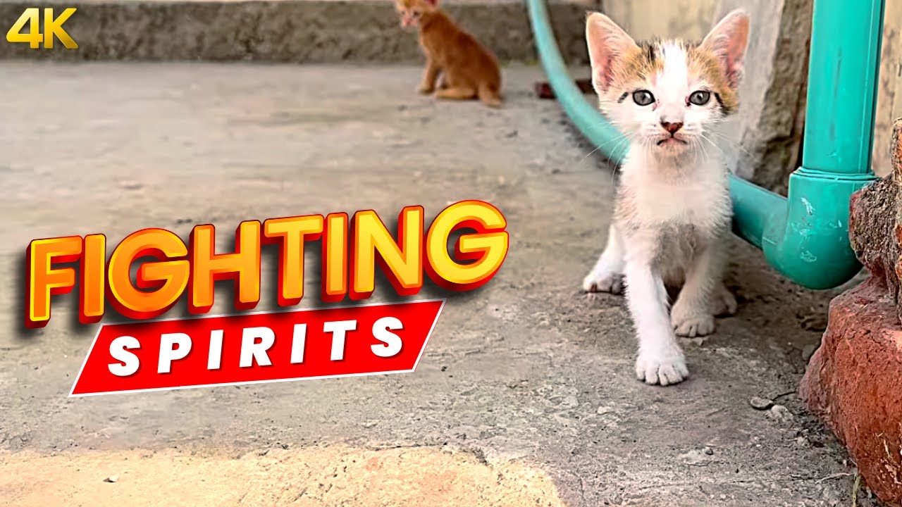 Fighter Kittens Attacking Each Other | 4K Very Funny Cats # ...