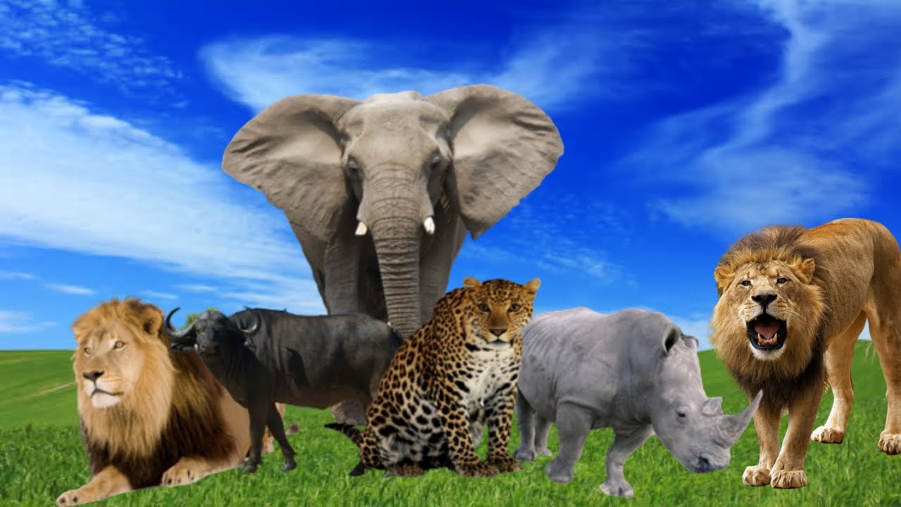 Cute Animals Sounds Amazing Animals | Animals Sounds Video| - YouTube