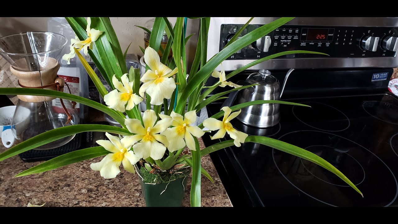 Miltoniopsis roezlii var. xanthina - YouTube