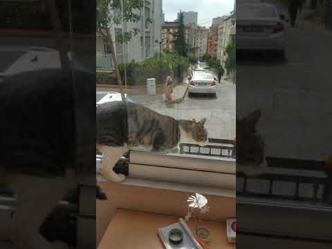 komşu kedi