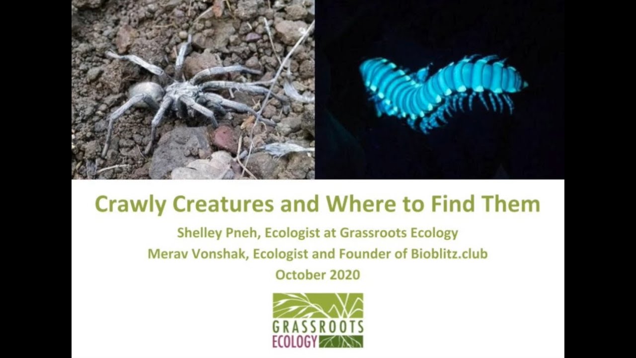Crawly Creatures and Where to Find Them - Naturalist Talk - YouTube