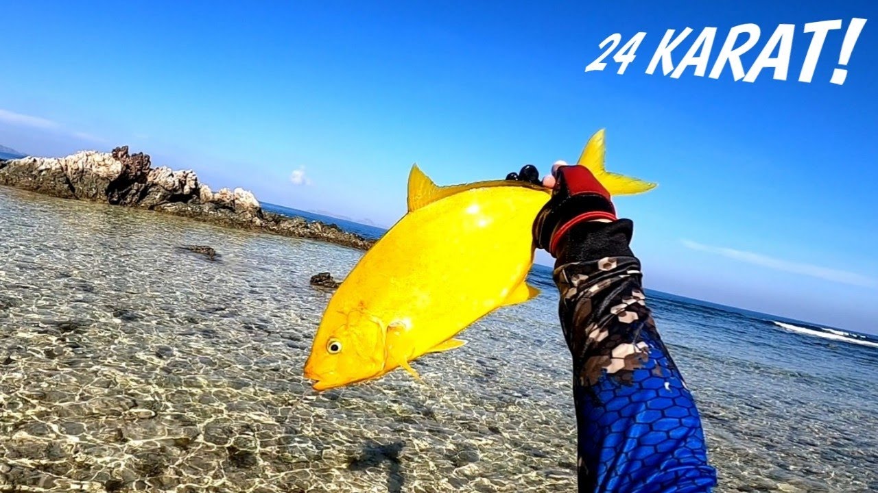Legit Golden Trevally | Sa Linaw Ng Dagat Malayo Palang Kitang Kita Na ...