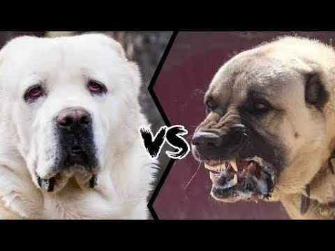 Alabai vs kangal #animales #dogs #kangal #alabai