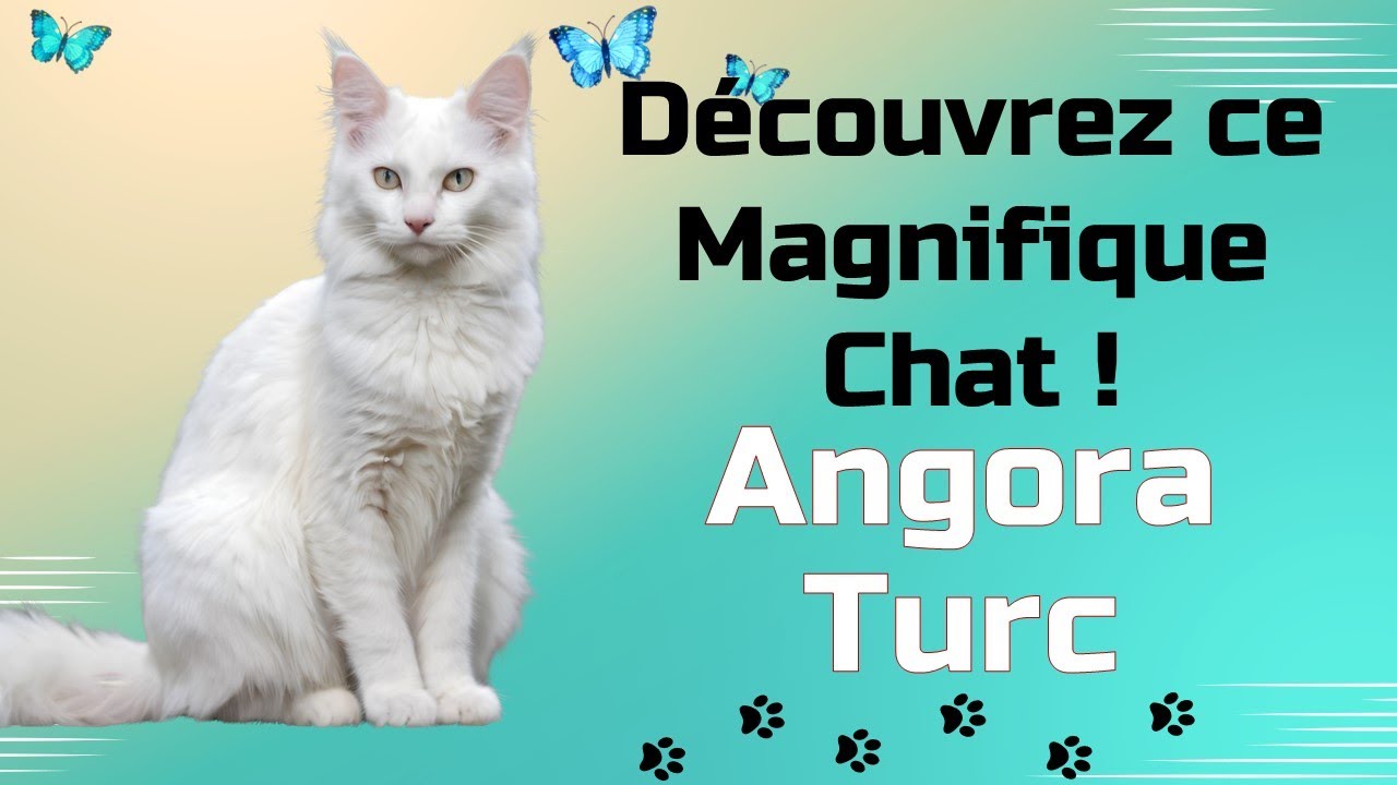 Chat Angora Turc: Un Chat Magnifique et Gracieux - YouTube