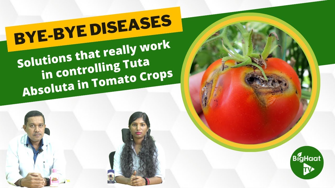 Solutions that really work in controlling Tuta Absoluta in Tomato Crops ...