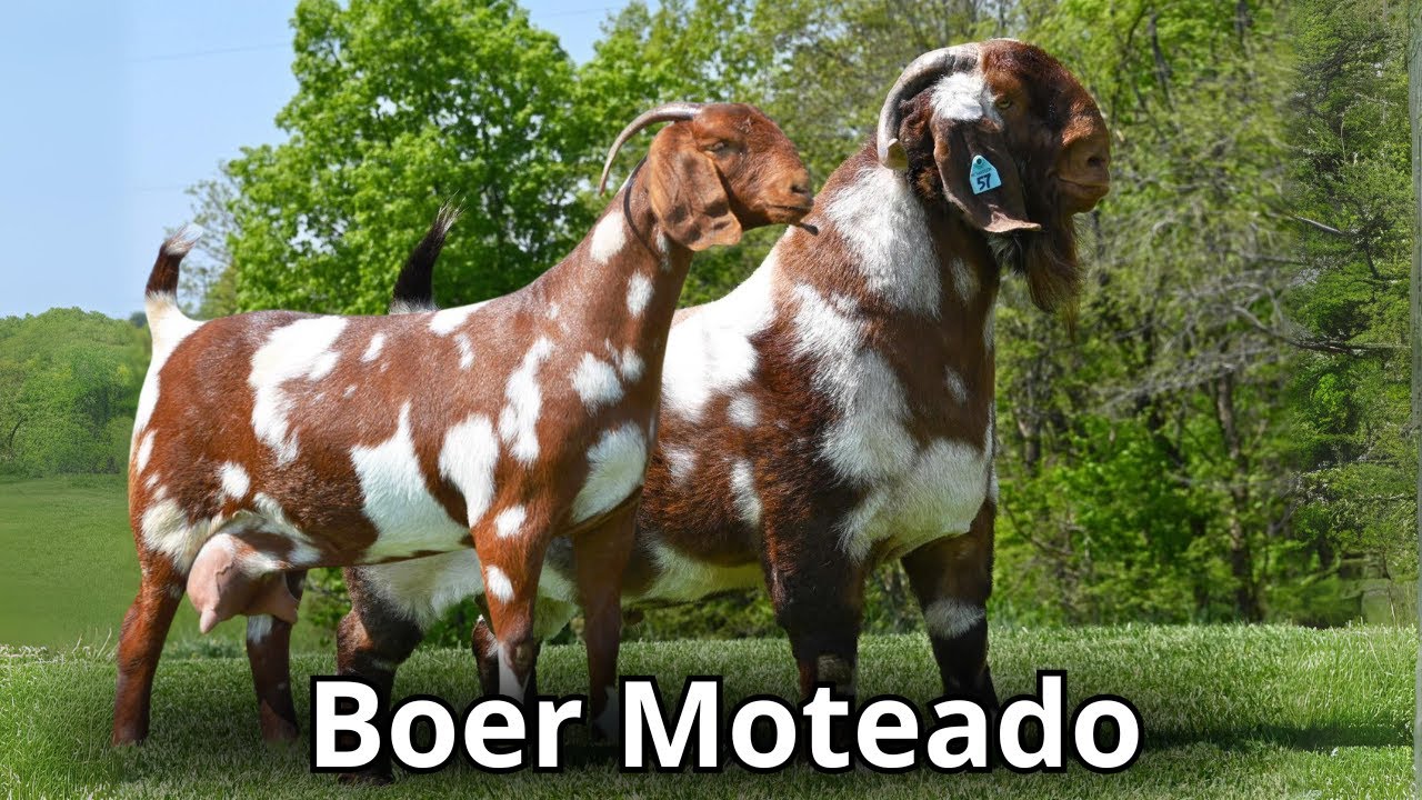 Raza caprina Boer : Variedad moteada - YouTube