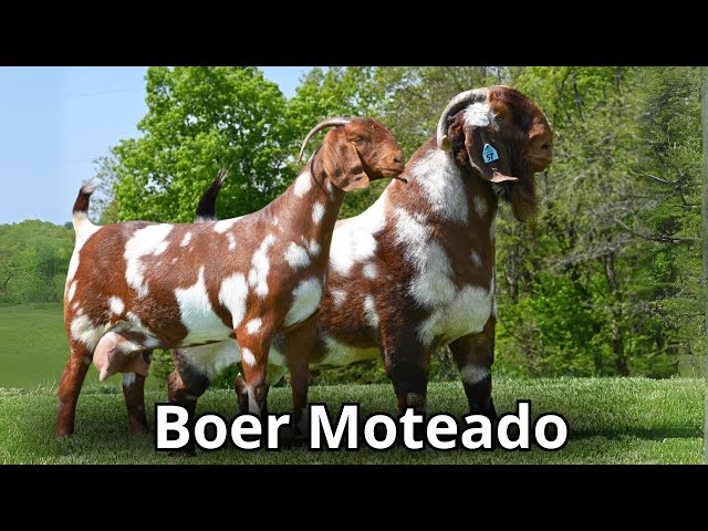 Cabra Boer Sudafricana