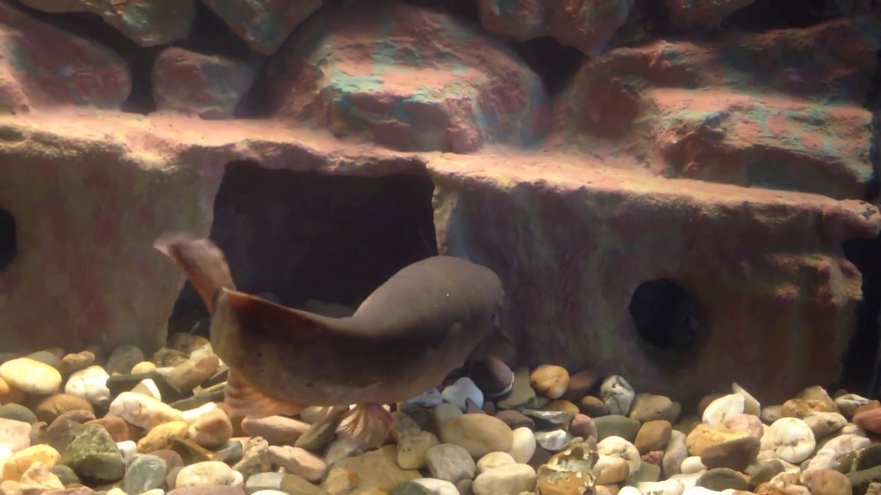Electric catfish ( malapterurus electricus) - YouTube