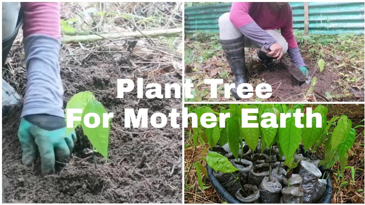 How to Plant & Grow Cacao Tree - YouTube