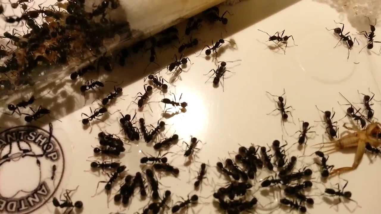 Aphaenogaster senilis by www.antdealer.com - YouTube