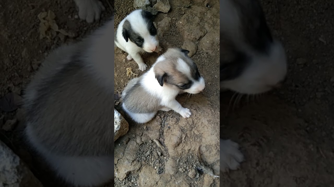 Mga cute na tuta ng aming Mahal na aso - YouTube