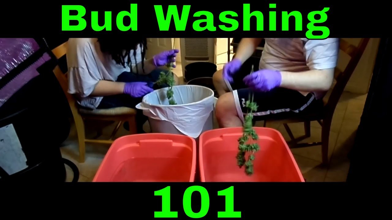 Bud Washing For Beginners - YouTube