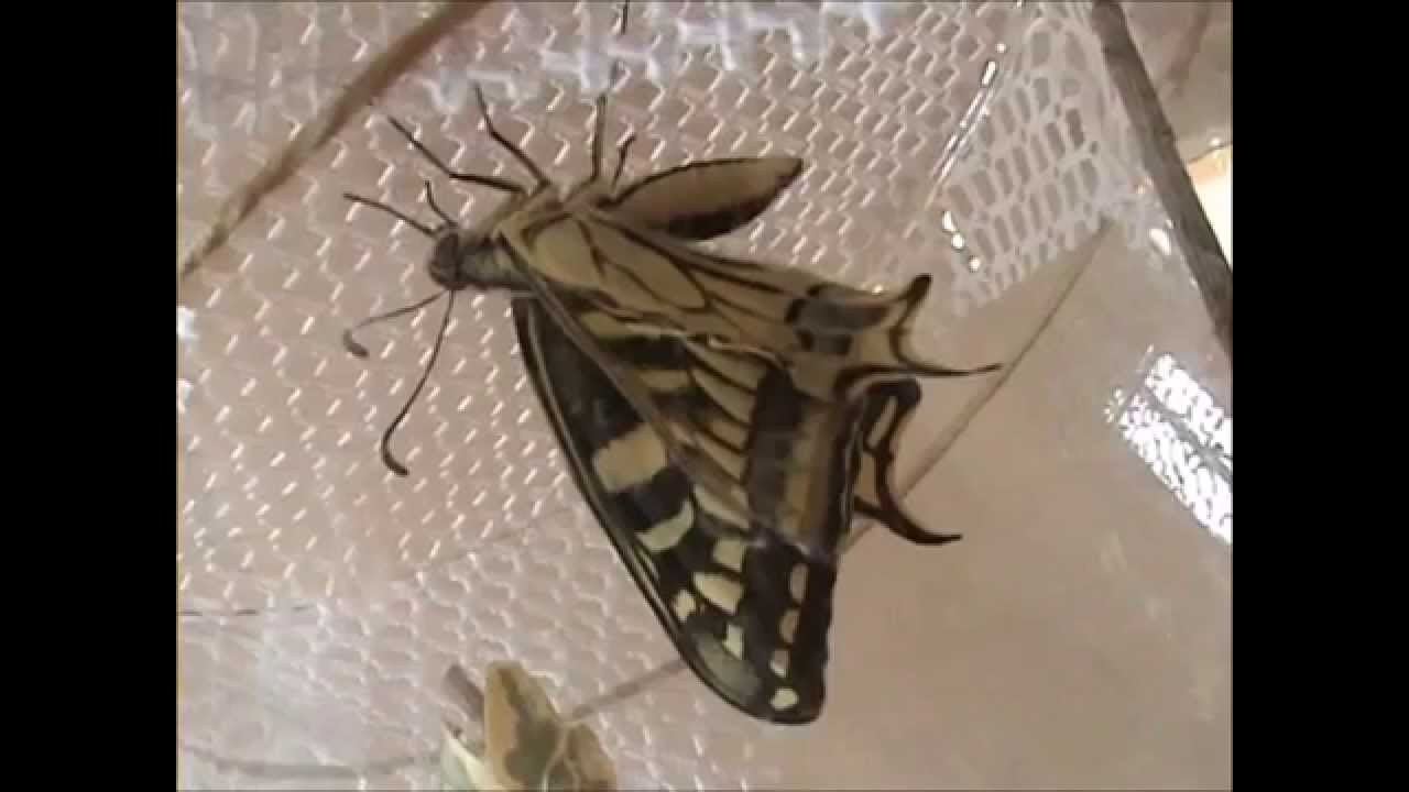 Von der Raupe zum Schmetterling Metamorphose Schwalbenschwanz - YouTube