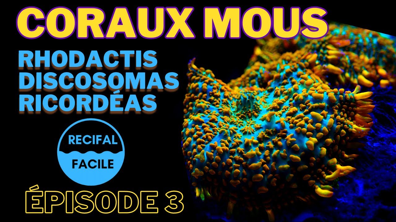 Les Coraux Mous- Discosomas-Ricordéas-Rhodactis - YouTube