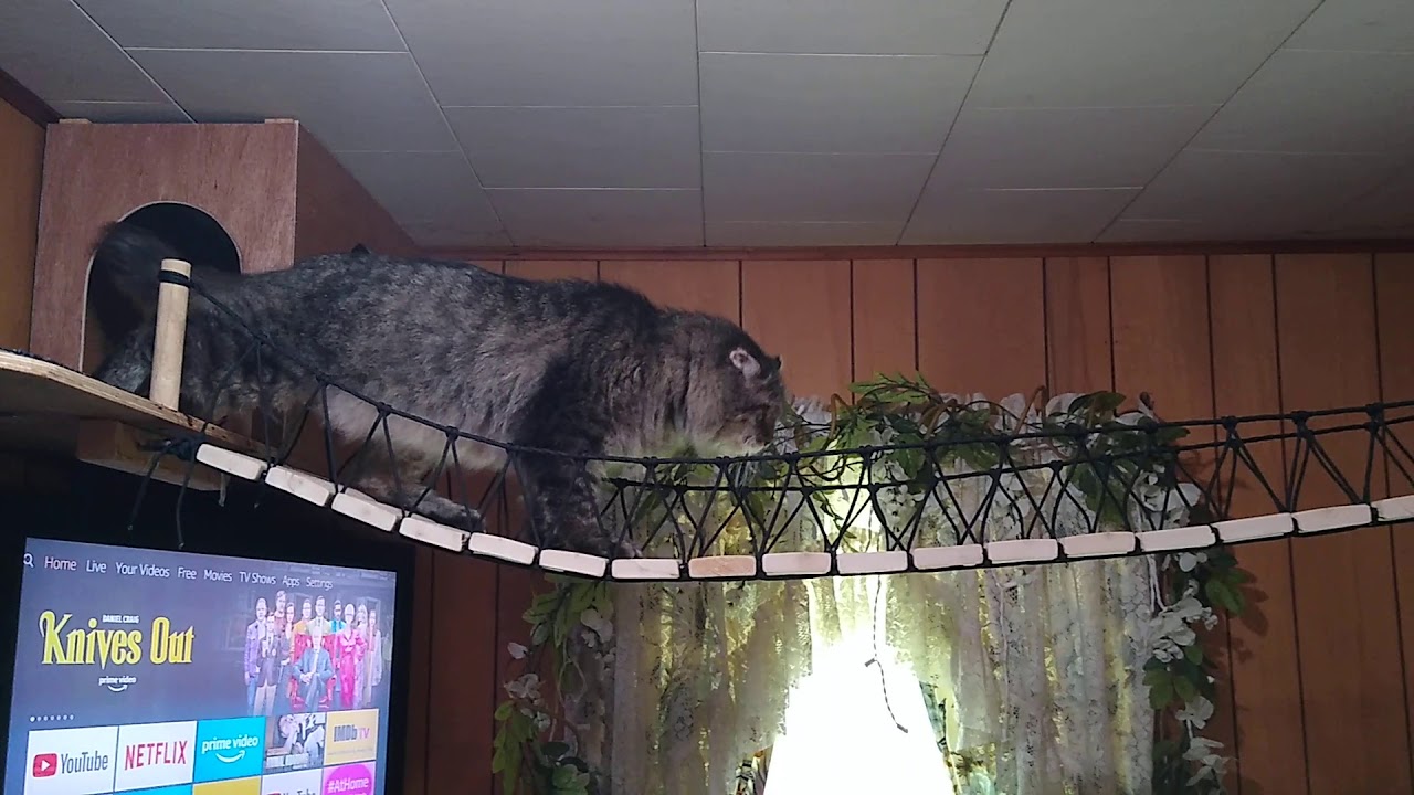 Cat Bridge - YouTube