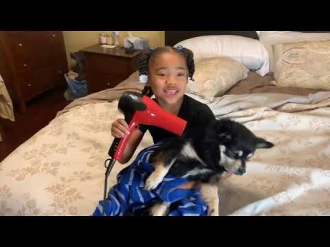 Meet my dog Swizzy! - YouTube