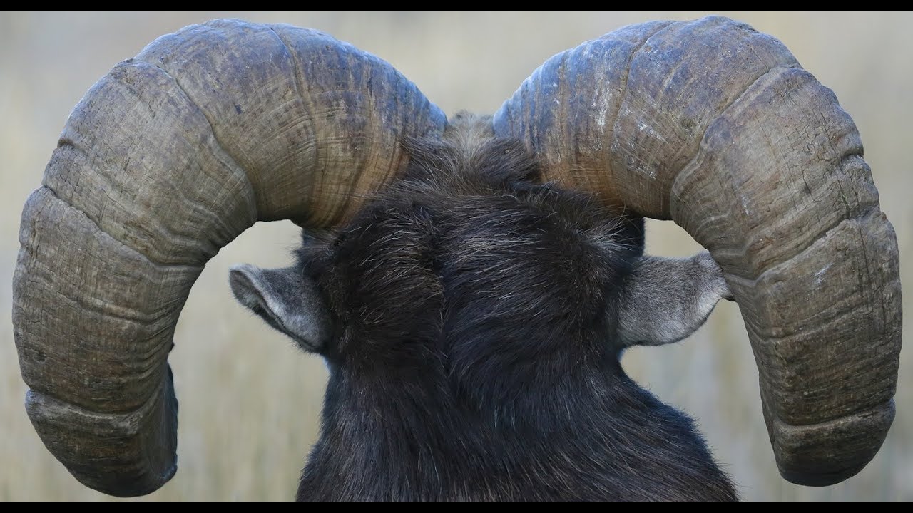 Ram Rut - YouTube