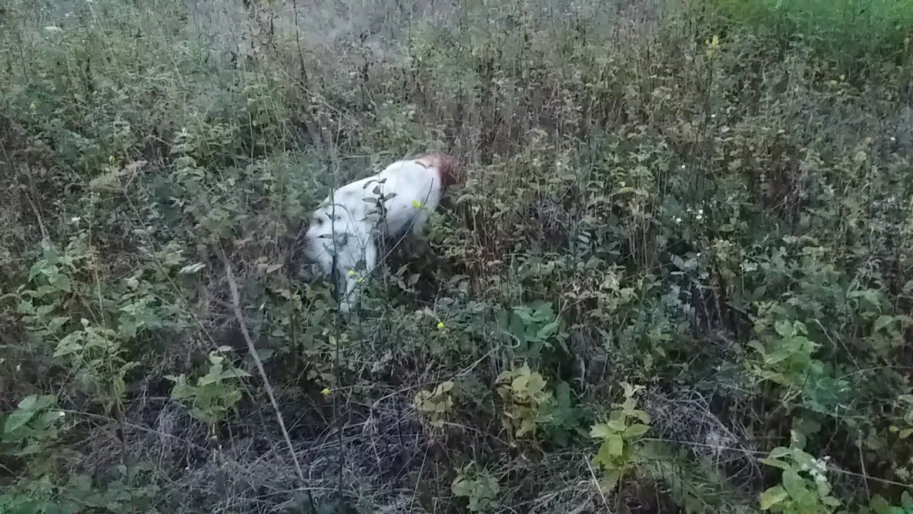 Bretonac na tragu fazana - YouTube