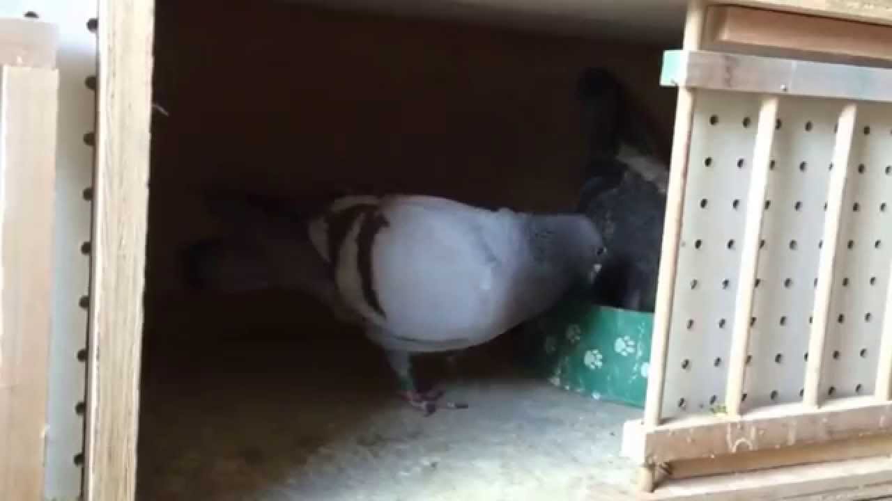 Put the hens with my Widow Hood Cocks - YouTube