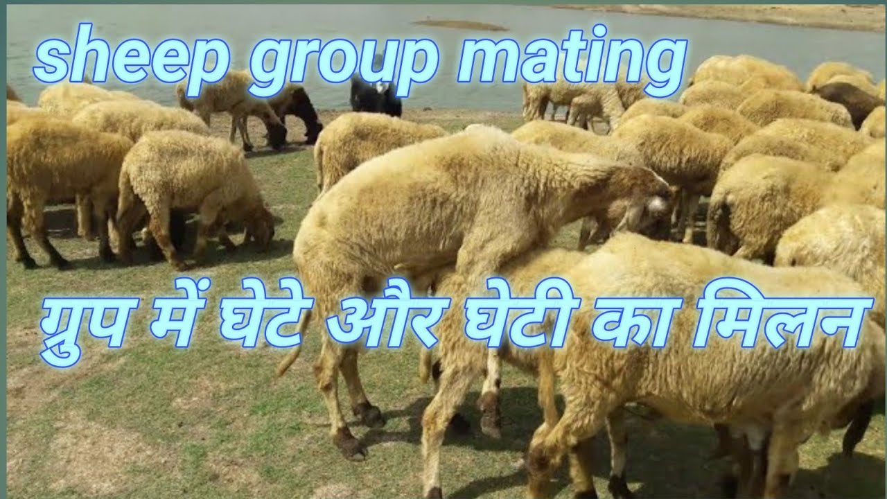 घेटे और घेटी का अजीब मिलन amazing mating of sheep - YouTube