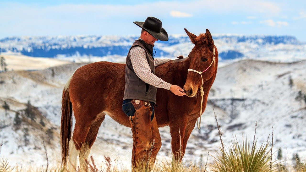 Metallic Alice | 11 Year Old | 15.1 HH | Molly Mule | 2024 Jake Clark ...