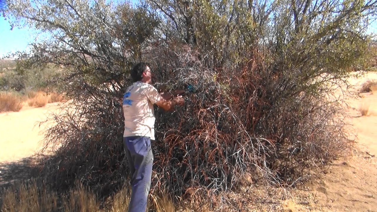 pruning jacumba desert plants that attach you thorn bush, jumping ...