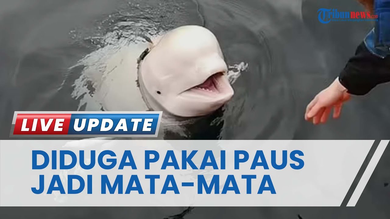 Rusia Diduga Pakai Paus Julukan "Hvaldimir' yang Dipasangi Kamera untuk ...