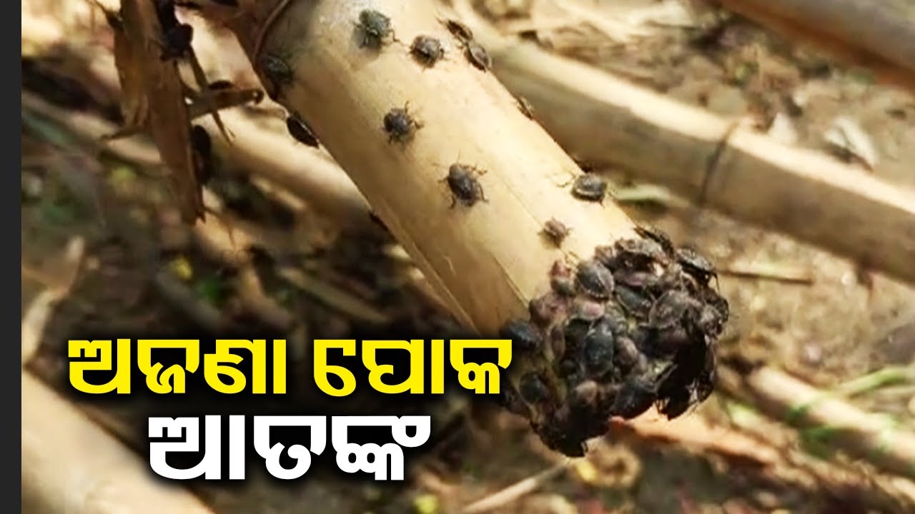 Odisha: Unidentified species of insect found at Genguti Village in ...