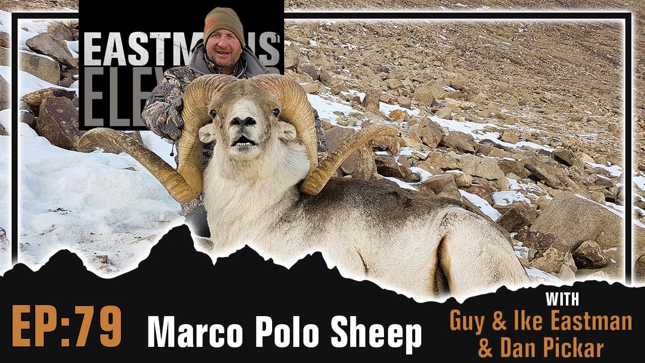 Marco Polo Sheep with Guy Eastman, Ike Eastman and Dan Pickar ...