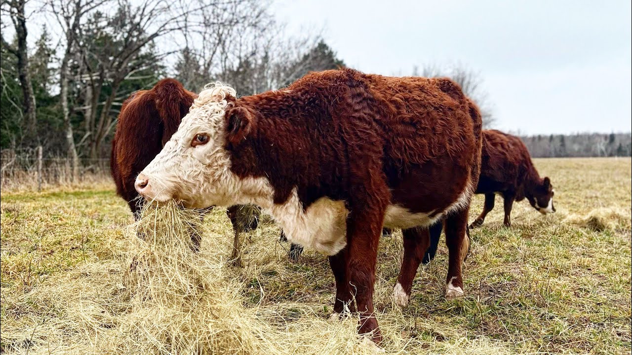 Winter stockpile grazing in Nova Scotia - YouTube