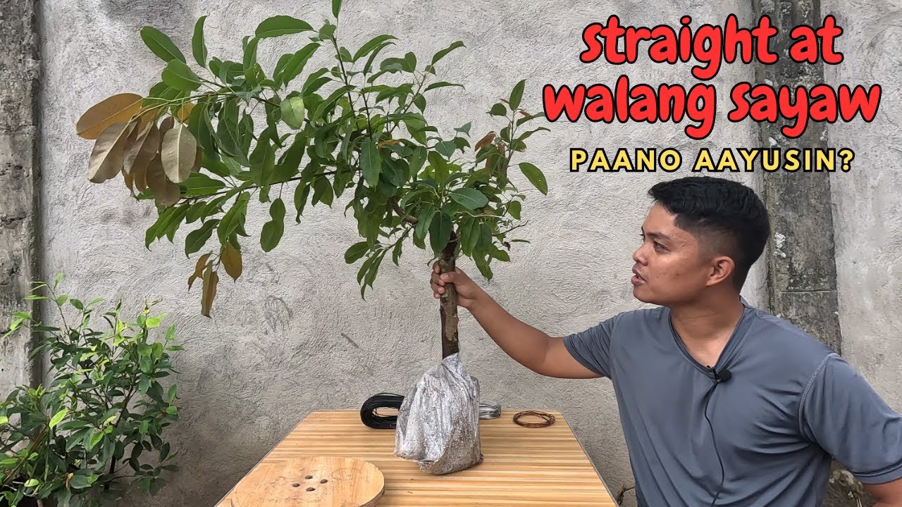 Paano gumawa ng literati style RED BALETE/FICUS VIRENS? #bonsai #ficus ...
