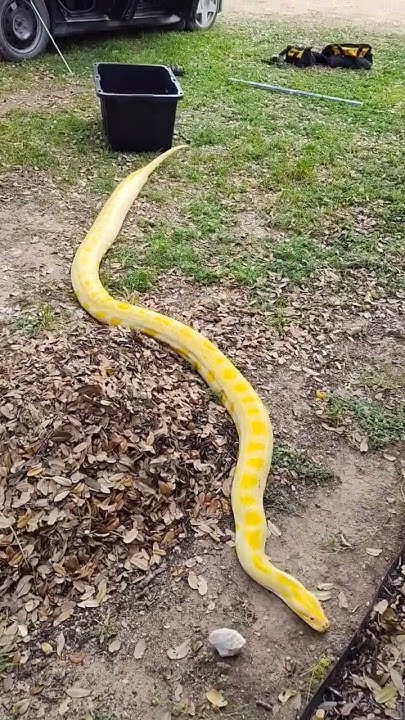 giant albino Burmese python - YouTube