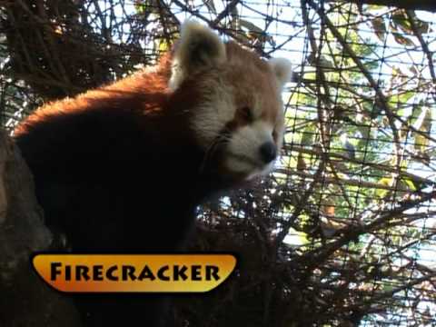Red Panda Makes Debut at Greenville Zoo - YouTube