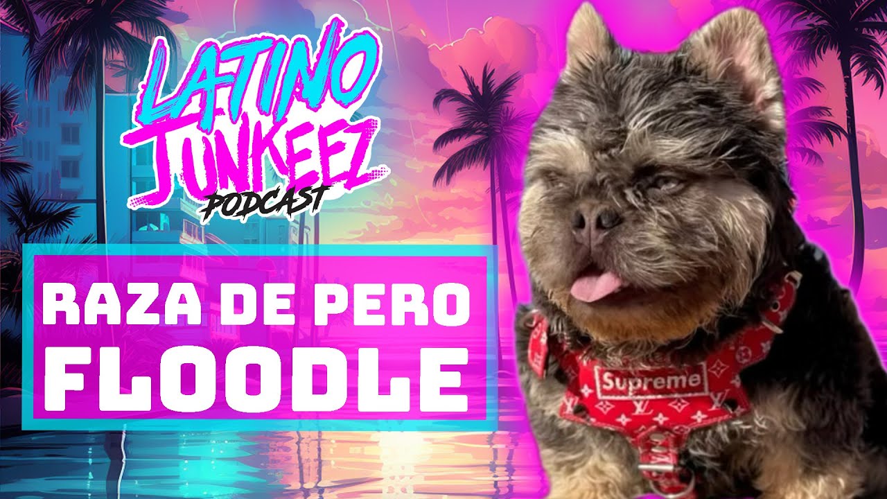 Latino Junkeez #58 El Floodle : French bulldog & Poodle pueden costar ...