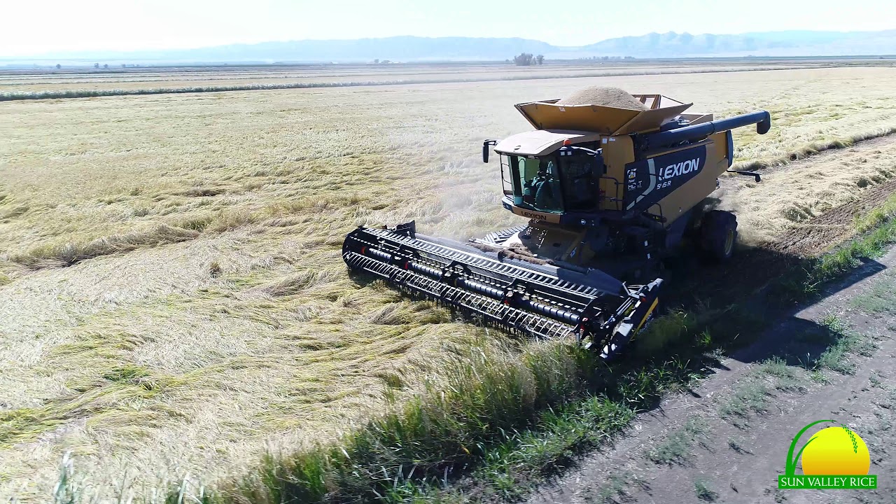 Sun Valley Rice: Learn How Sun Valley Rice Grows Rice - YouTube